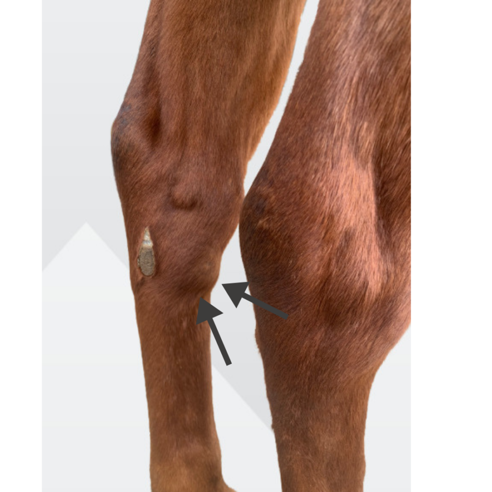 Spat beim Pferd - pferdepraxiswissen.de